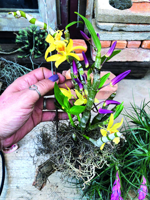 Arranjo com Air Plant – Revista Natureza – Arte e Jardim – Paisagismo ...