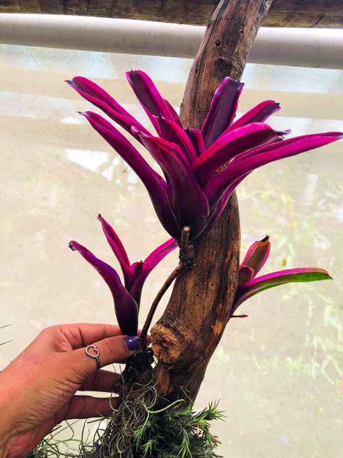 Arranjo com Air Plant – Revista Natureza – Arte e Jardim – Paisagismo ...