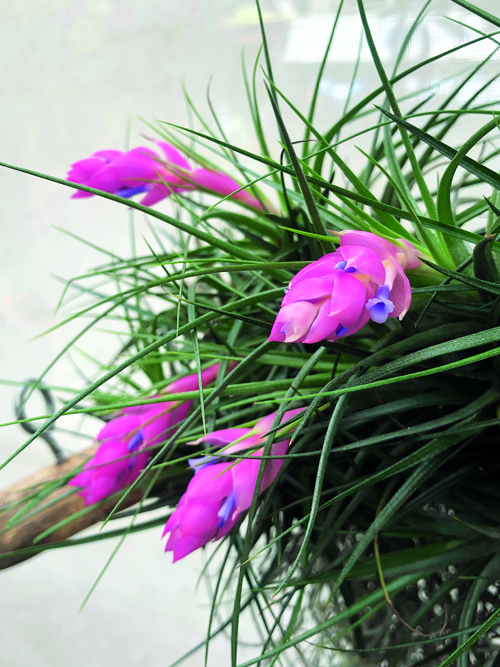 Arranjo com Air Plant – Revista Natureza – Arte e Jardim – Paisagismo ...