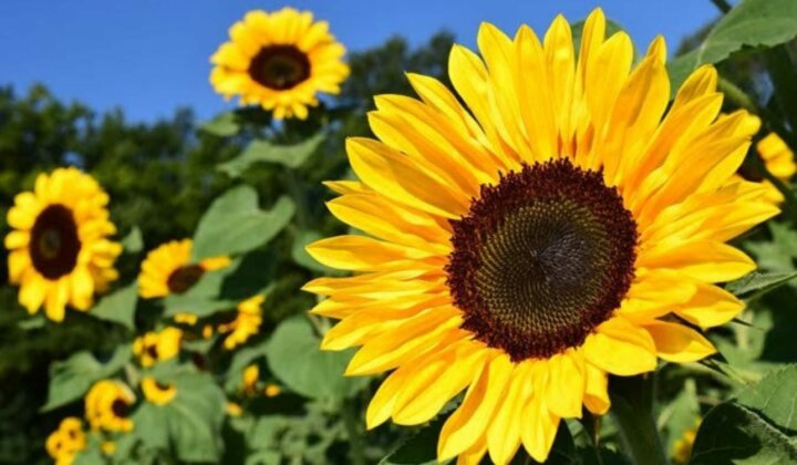 Conheça 10 Incríveis Tipos de Girassóis para o seu Jardim – Arte e ...